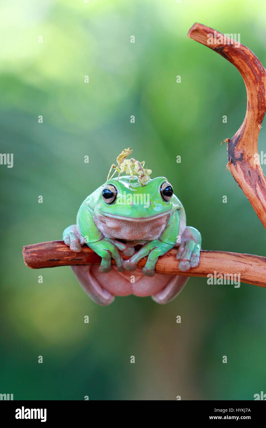 CILEDUG, INDONESIA: AN UNLIKELY friendship between a dumpy tree frog ...