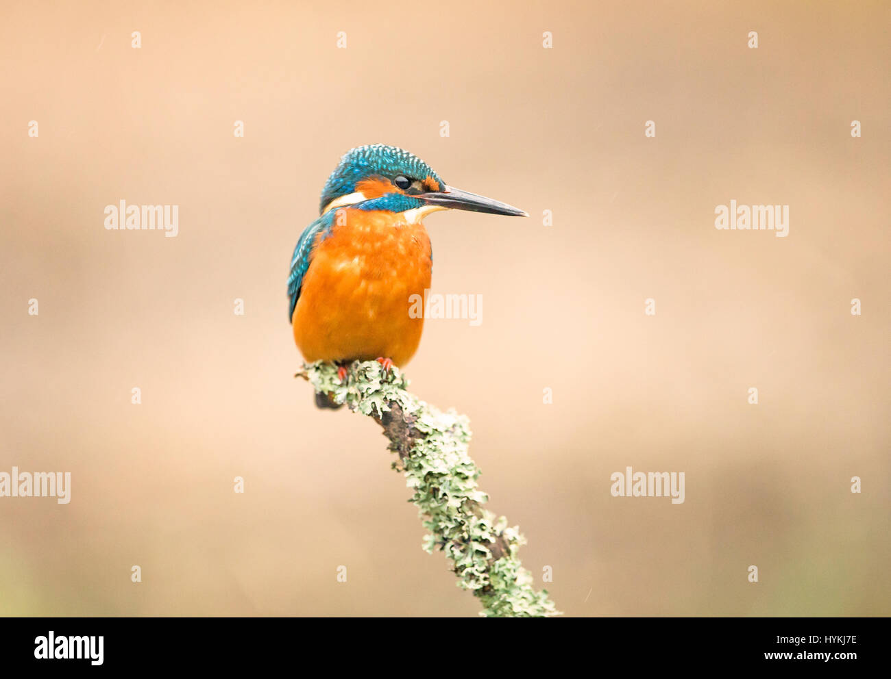 Kingfisher fish sign hi-res stock photography and images - Alamy