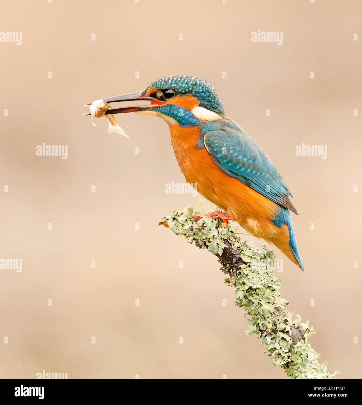 SOUTH WEST SCOTLAND, UK: A LIGHTNING quick UK kingfisher has been ...