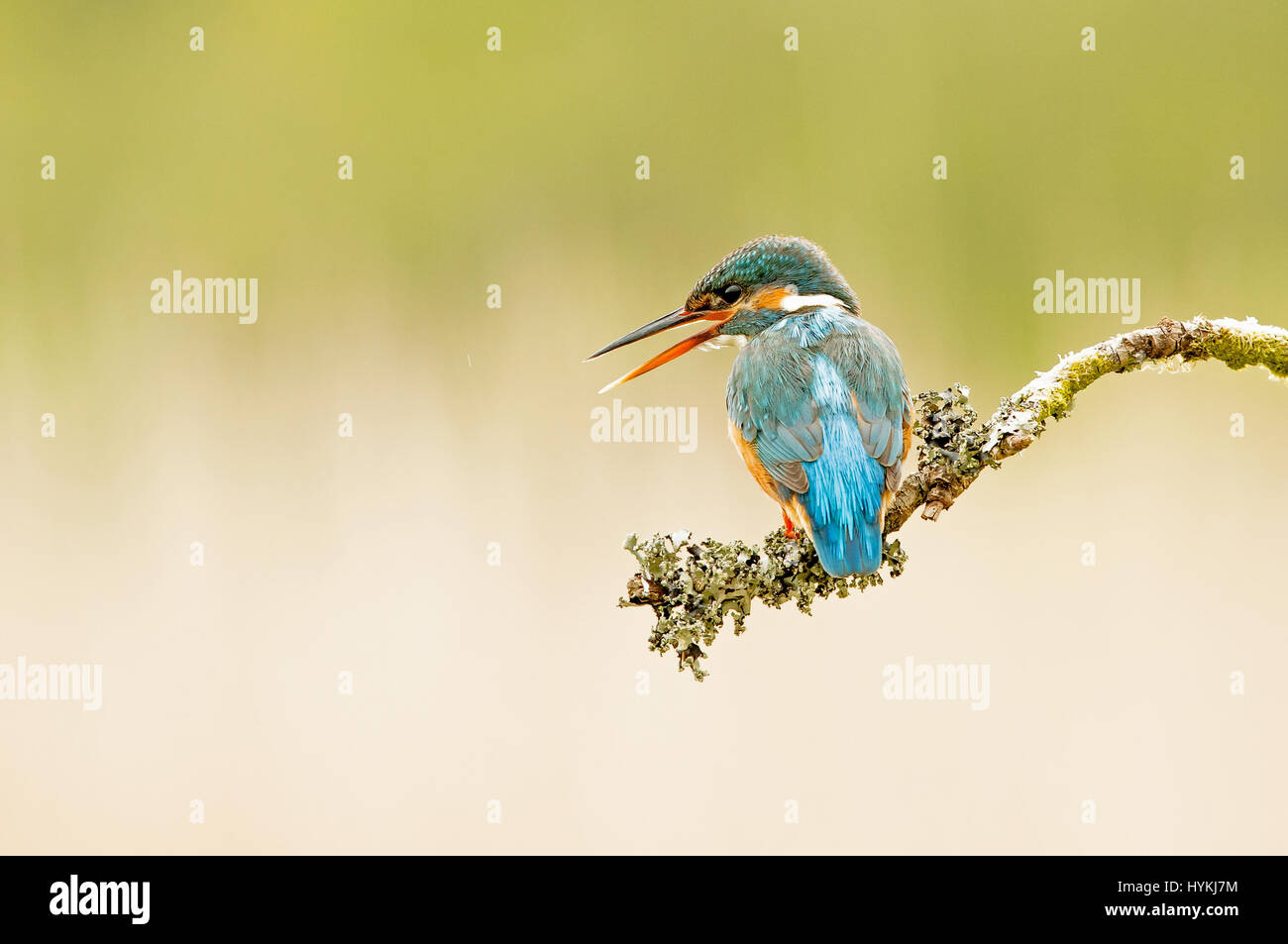 Snapped fish hi-res stock photography and images - Alamy