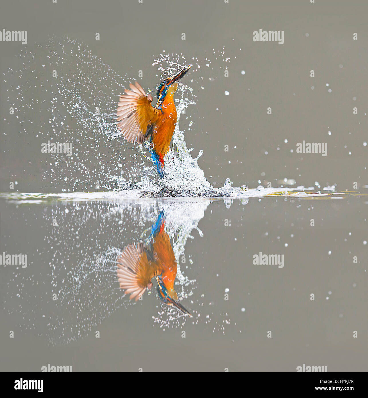 Snapped fish hi-res stock photography and images - Alamy