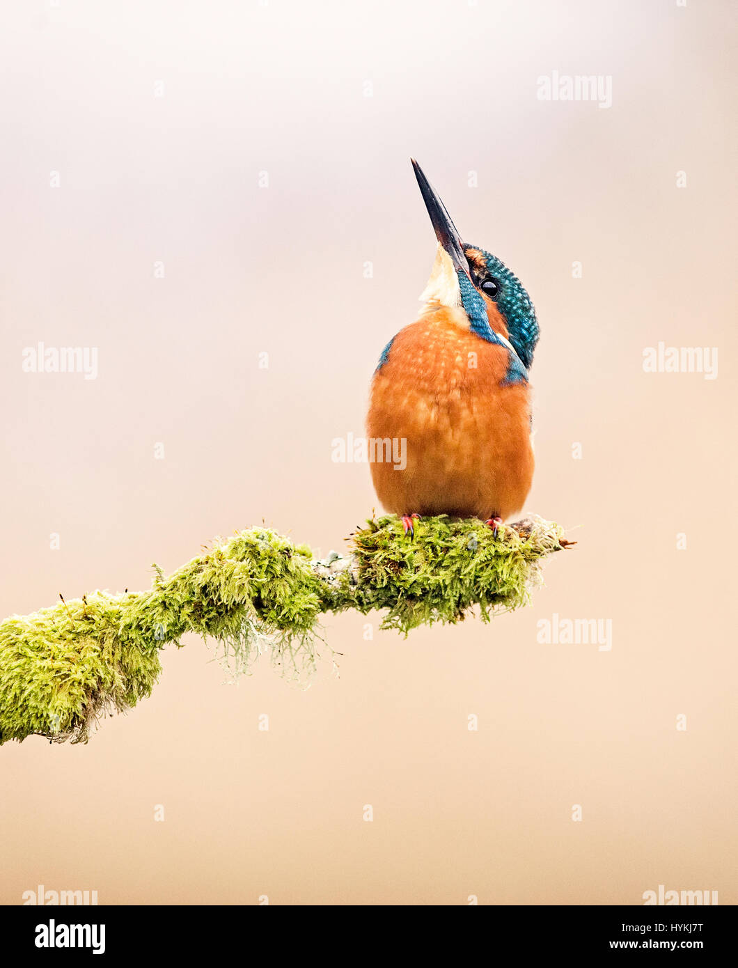 Snapped fish hi-res stock photography and images - Alamy