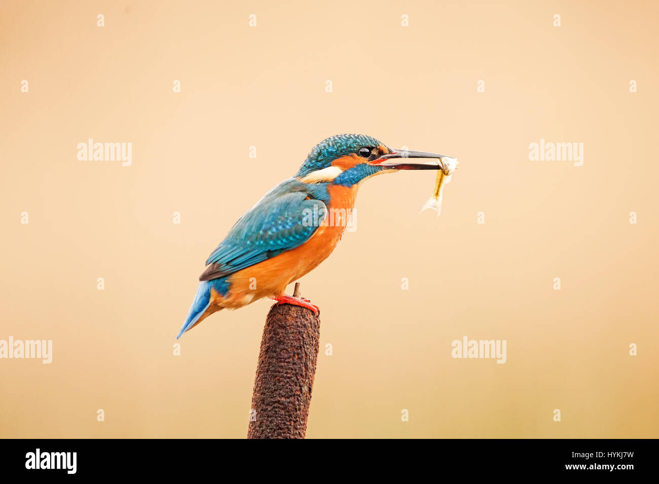 Snapped fish hi-res stock photography and images - Alamy