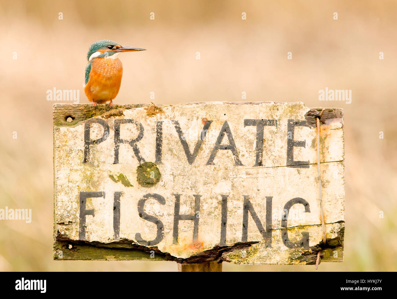 SOUTH WEST SCOTLAND, UK: A LIGHTNING quick UK kingfisher has been ...