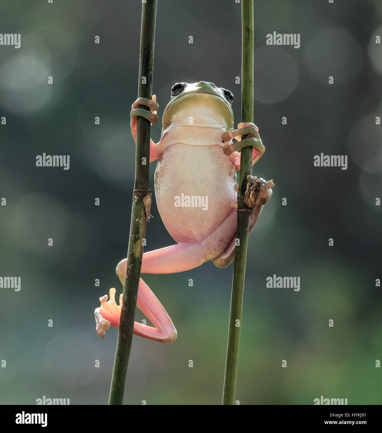JAKARTA, INDONESIA: HILARIOUS pictures of a dumpy tree frog looking ...