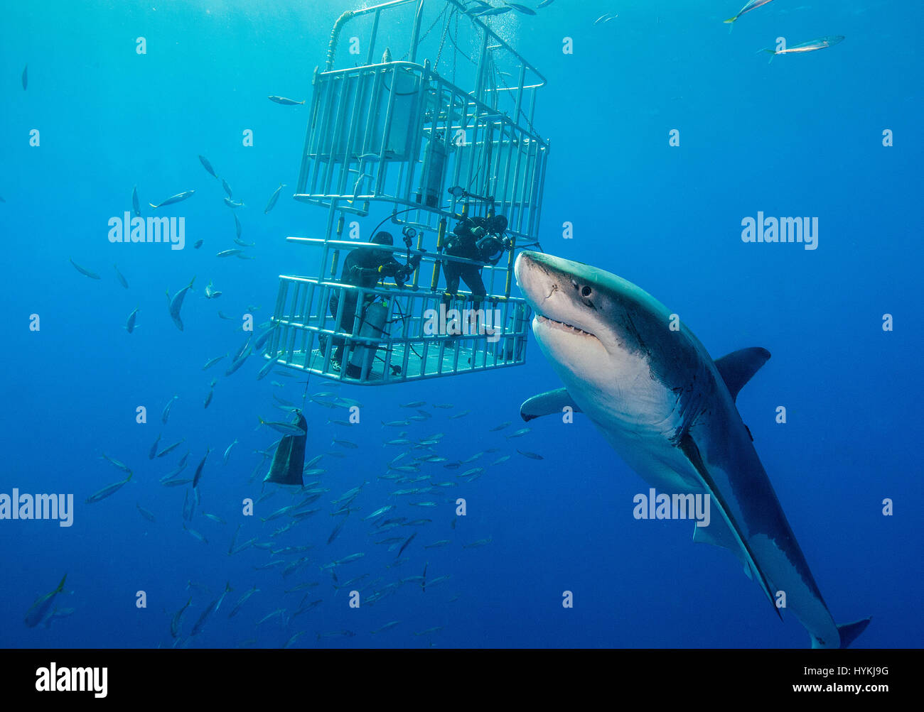 STUNNING pictures have captured what could be the largest great white ...