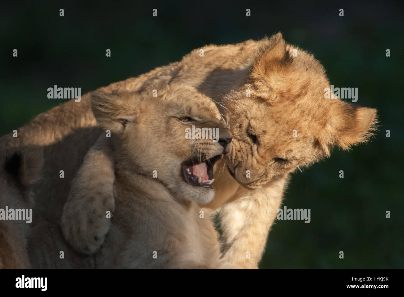 JACKSONVILLE, FLORIDA: LOVABLE lion cubs have been snapped practicing ...