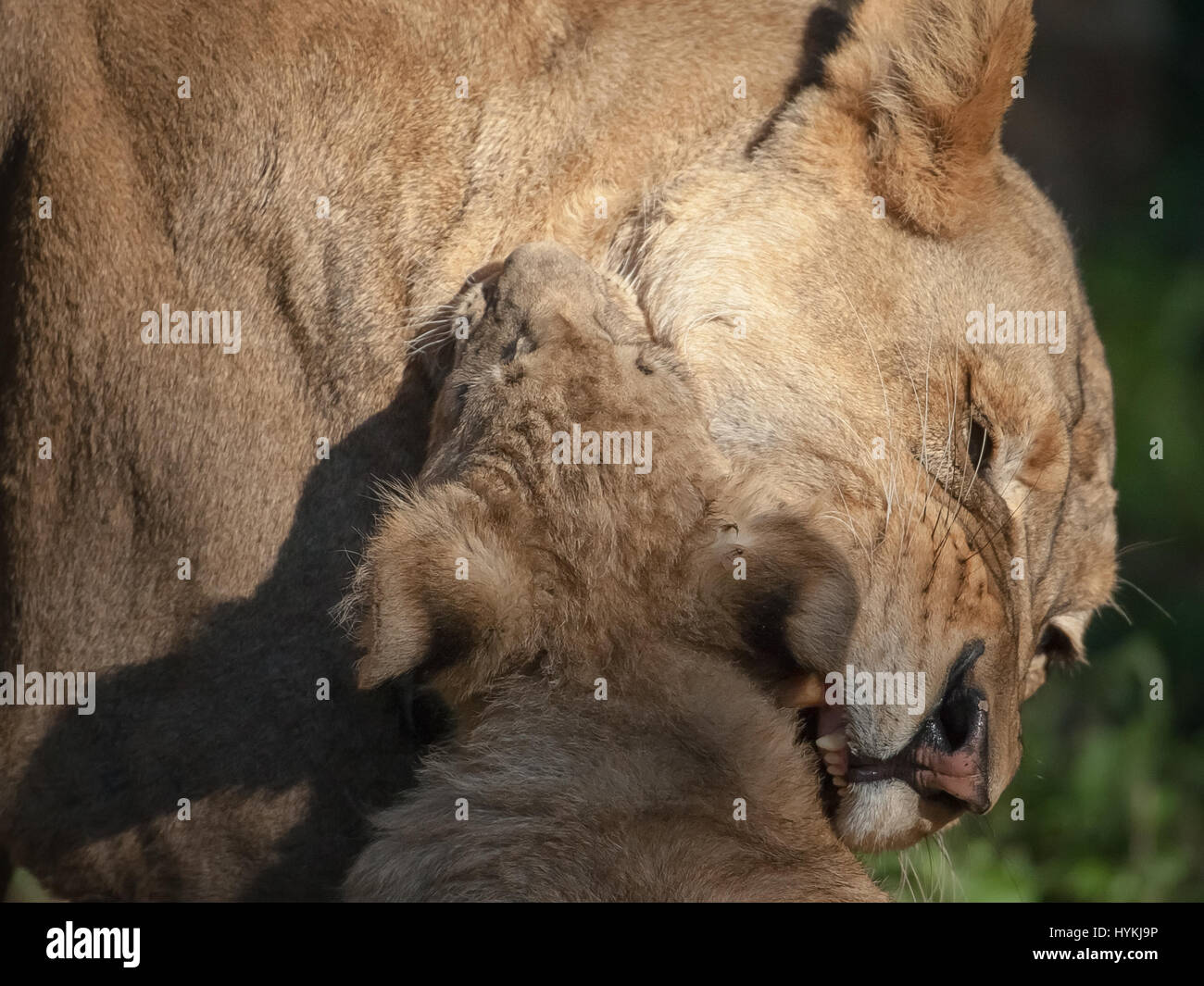 JACKSONVILLE, FLORIDA: LOVABLE lion cubs have been snapped practicing ...