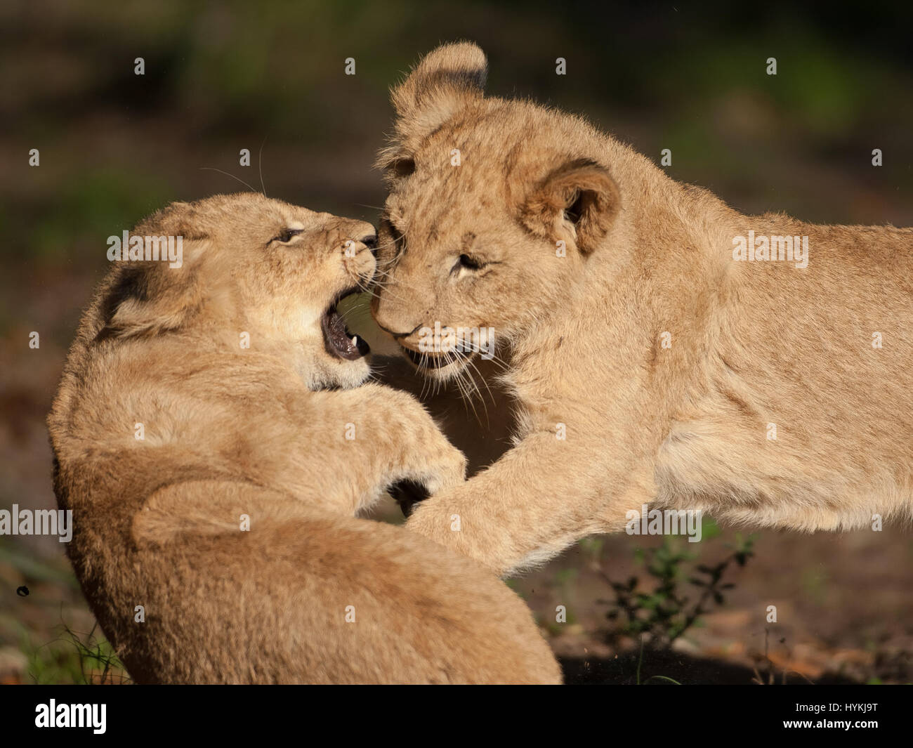 Jacksonville zoo lion hi-res stock photography and images - Alamy