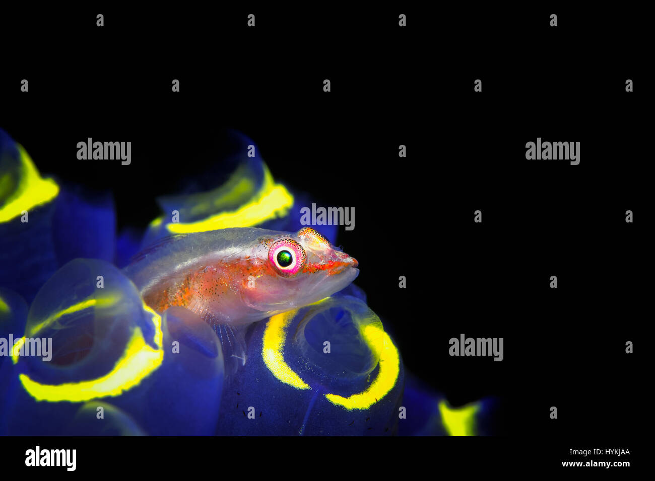 PACIFIC OCEAN, ASIA: Red Translucent Coral Goby. THESE tiny ocean ...