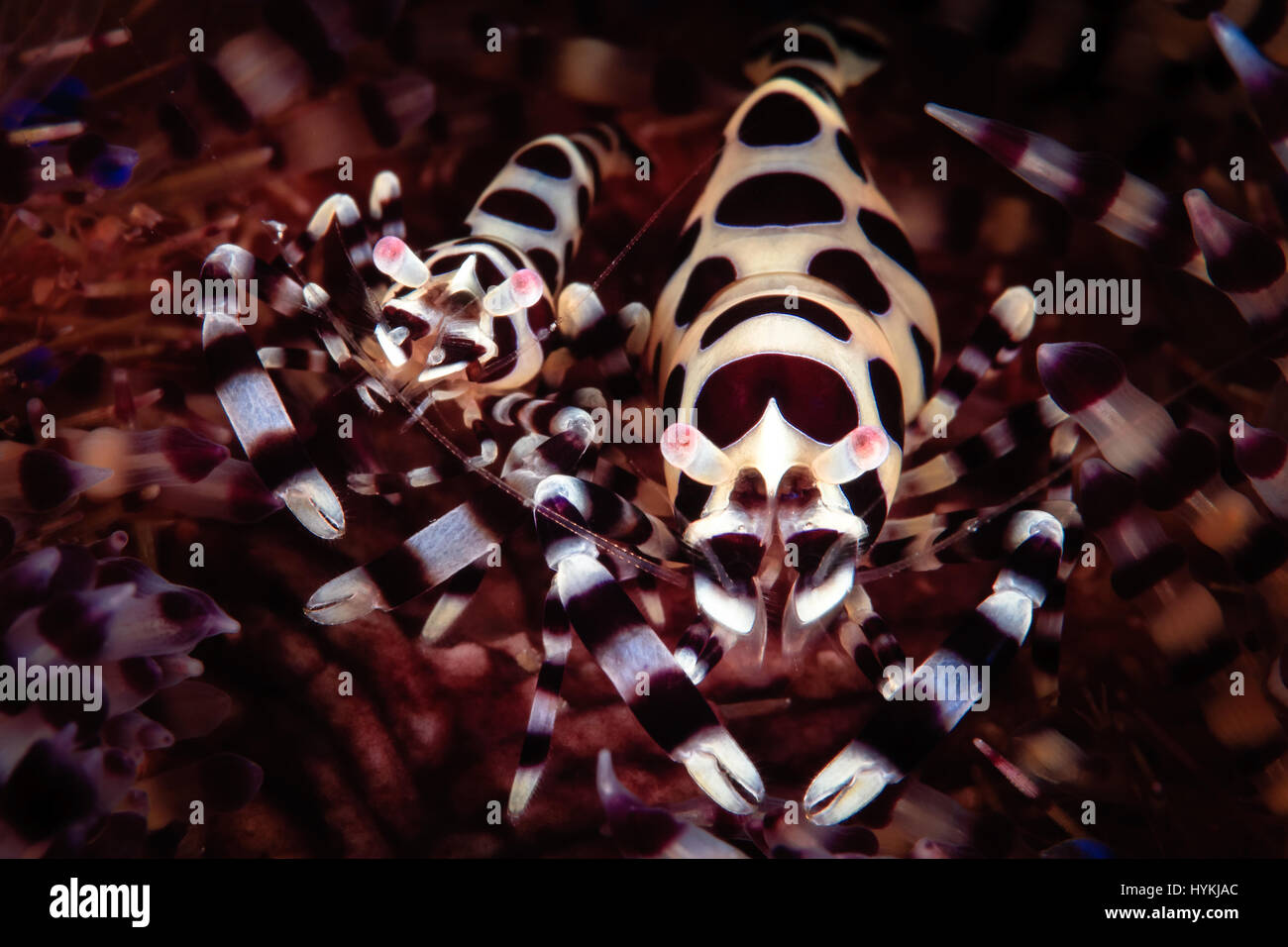 PACIFIC OCEAN, ASIA: THESE tiny ocean-critters are a sight to behold as ...