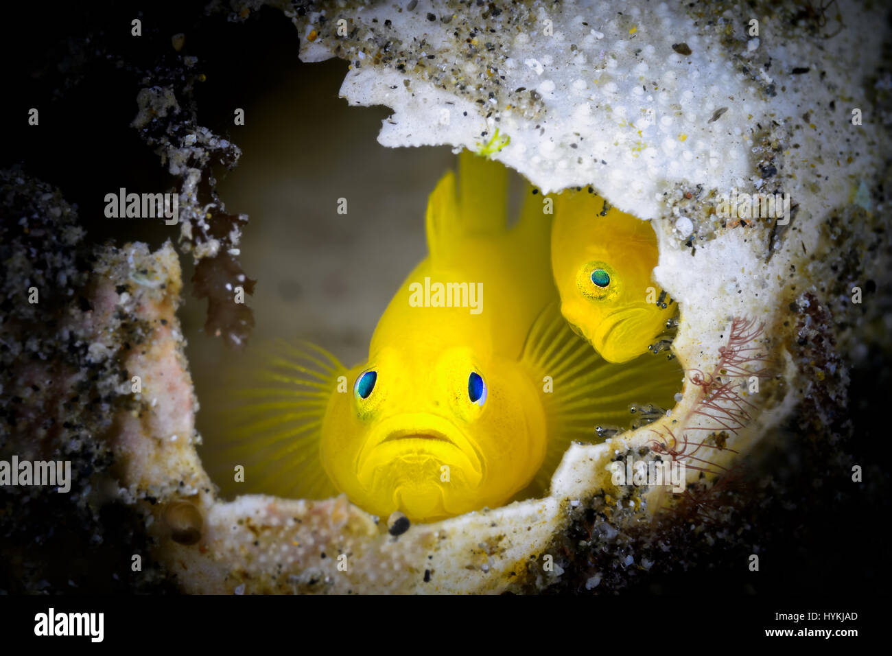 PACIFIC OCEAN, ASIA: The Yellow Pygmy Goby. THESE tiny ocean-critters ...