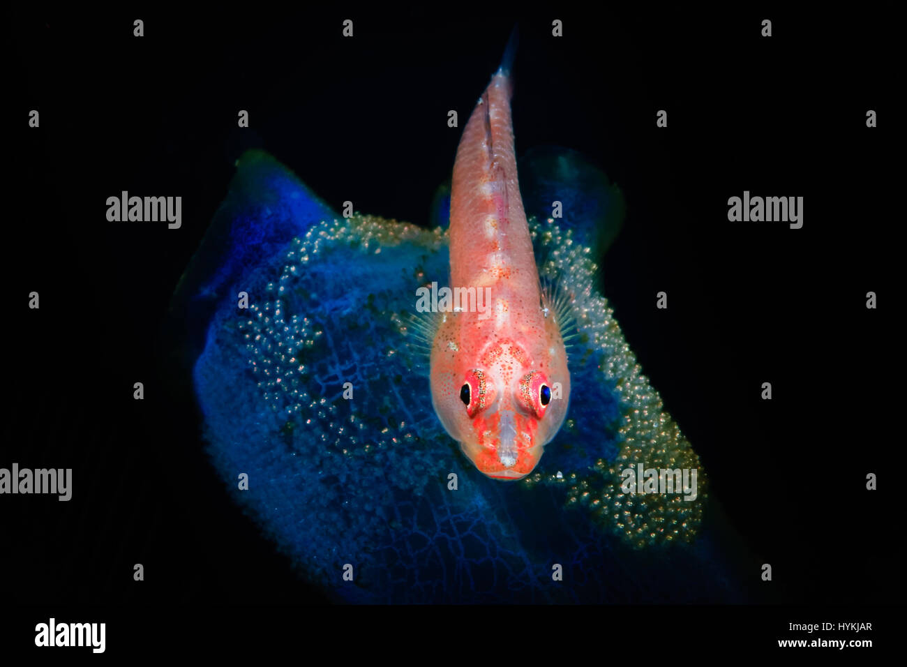 Pikachu cartoon hi-res stock photography and images - Alamy