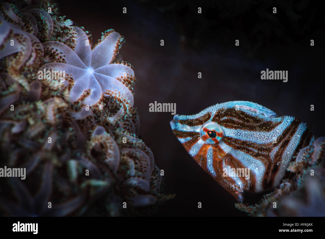 PACIFIC OCEAN, ASIA: THESE tiny ocean-critters are a sight to behold as ...