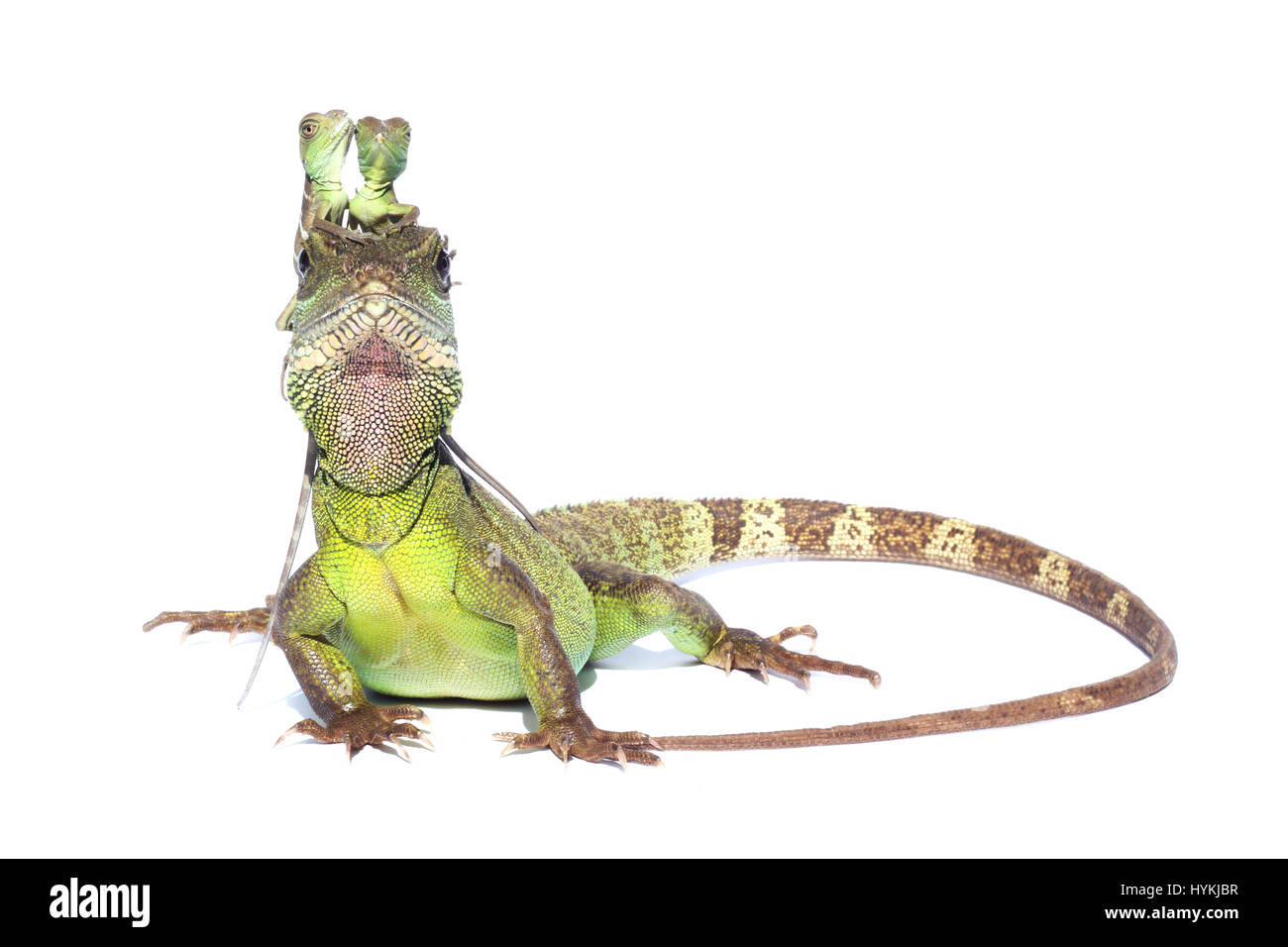 Fire breathing show Cut Out Stock Images & Pictures - Alamy