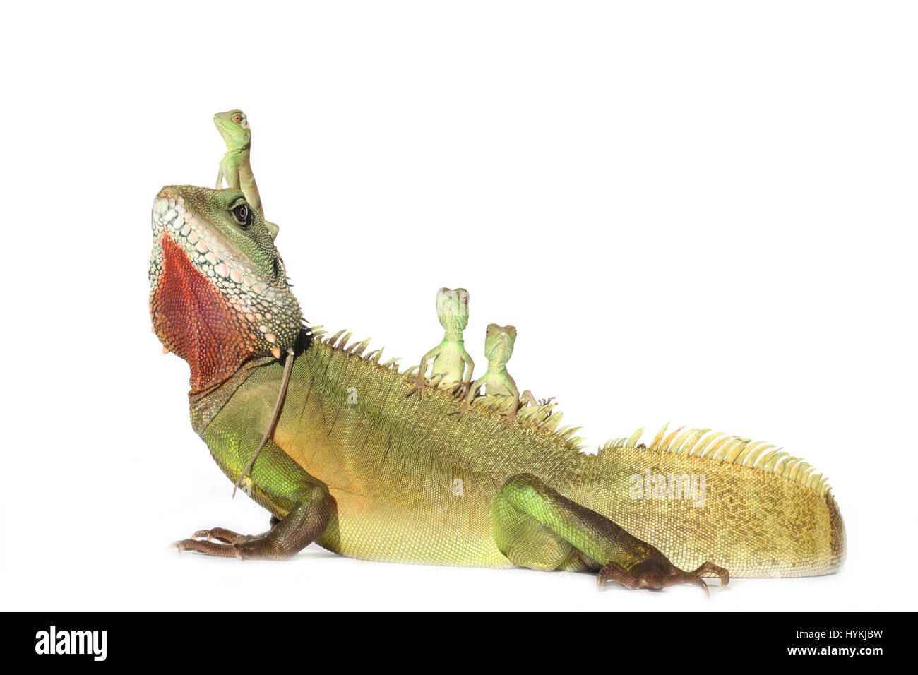 Fire breathing show Cut Out Stock Images & Pictures - Alamy