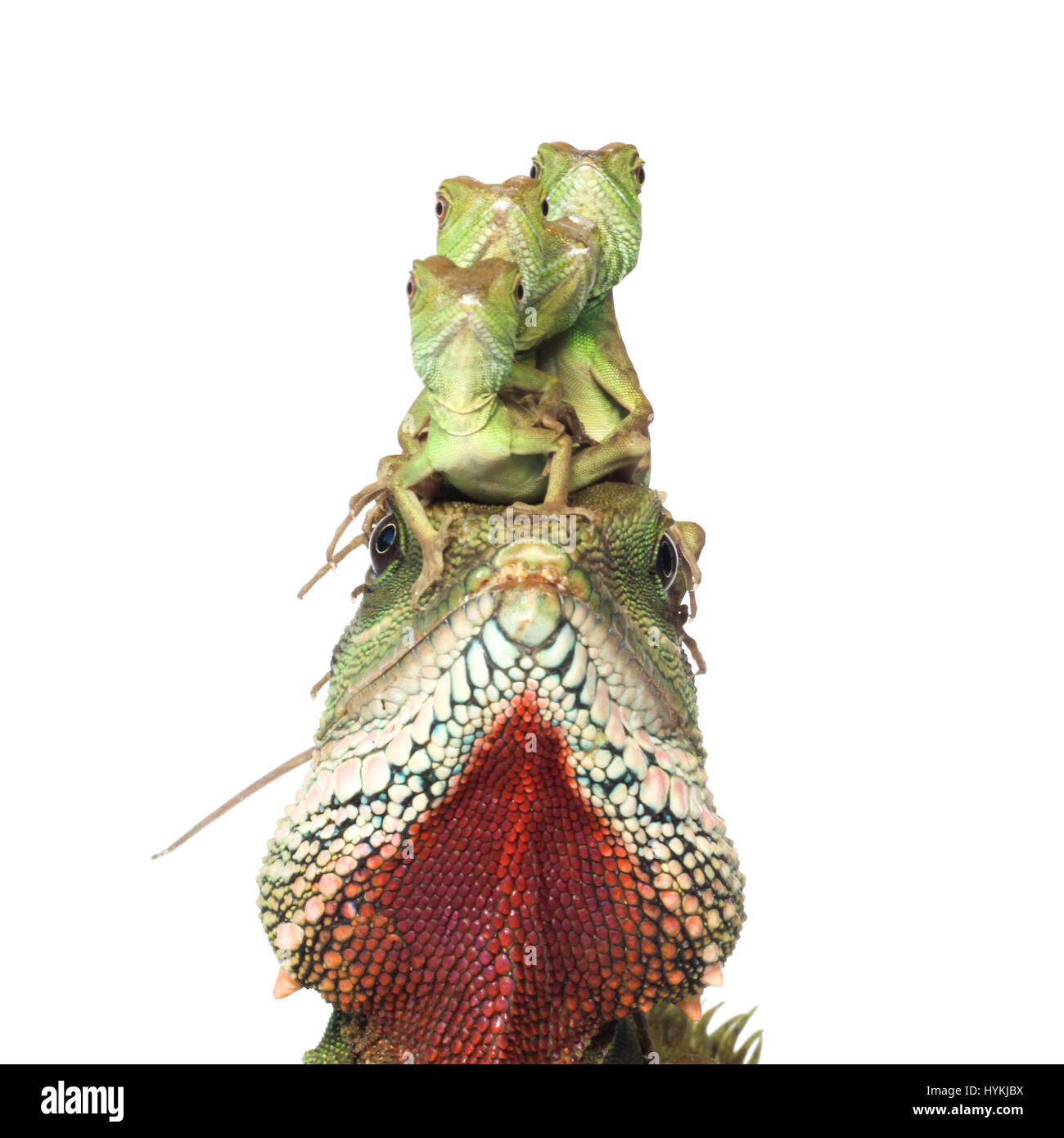 Pictures of lizards hi-res stock photography and images - Alamy