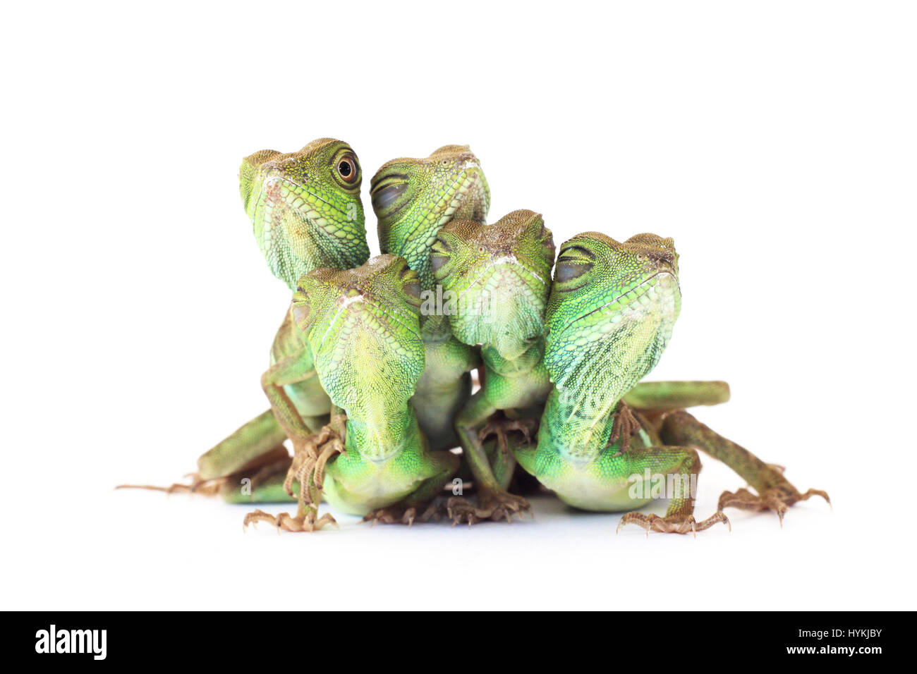 Pictures of lizards hi-res stock photography and images - Alamy