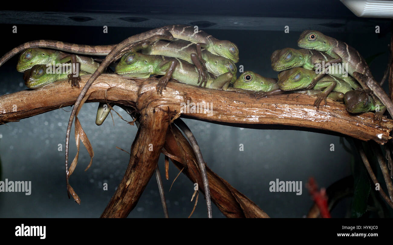 HERIC, FRANCE: MINI LIZARDS look just like pint-sized version of ...