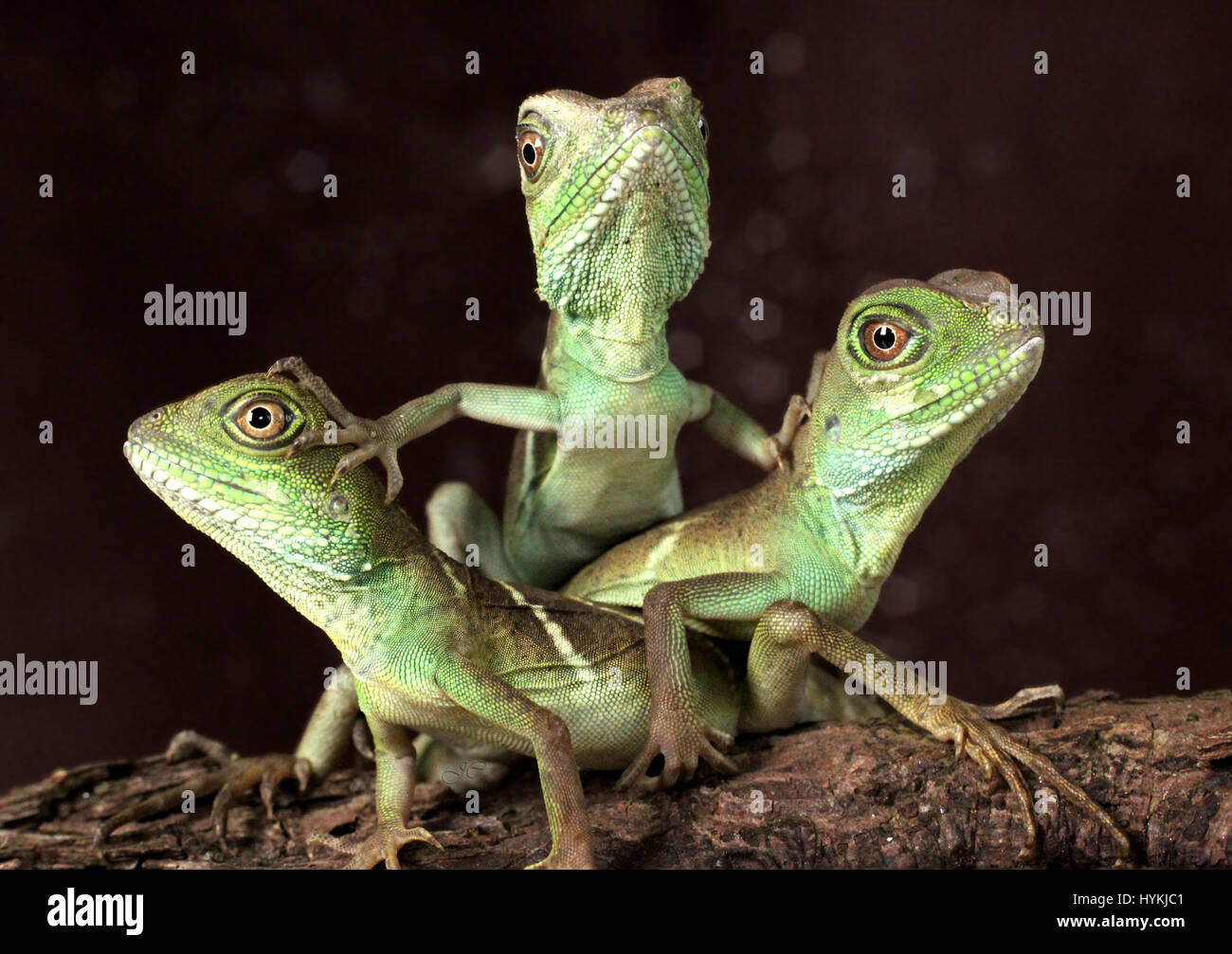 Pictures of lizards hi-res stock photography and images - Alamy
