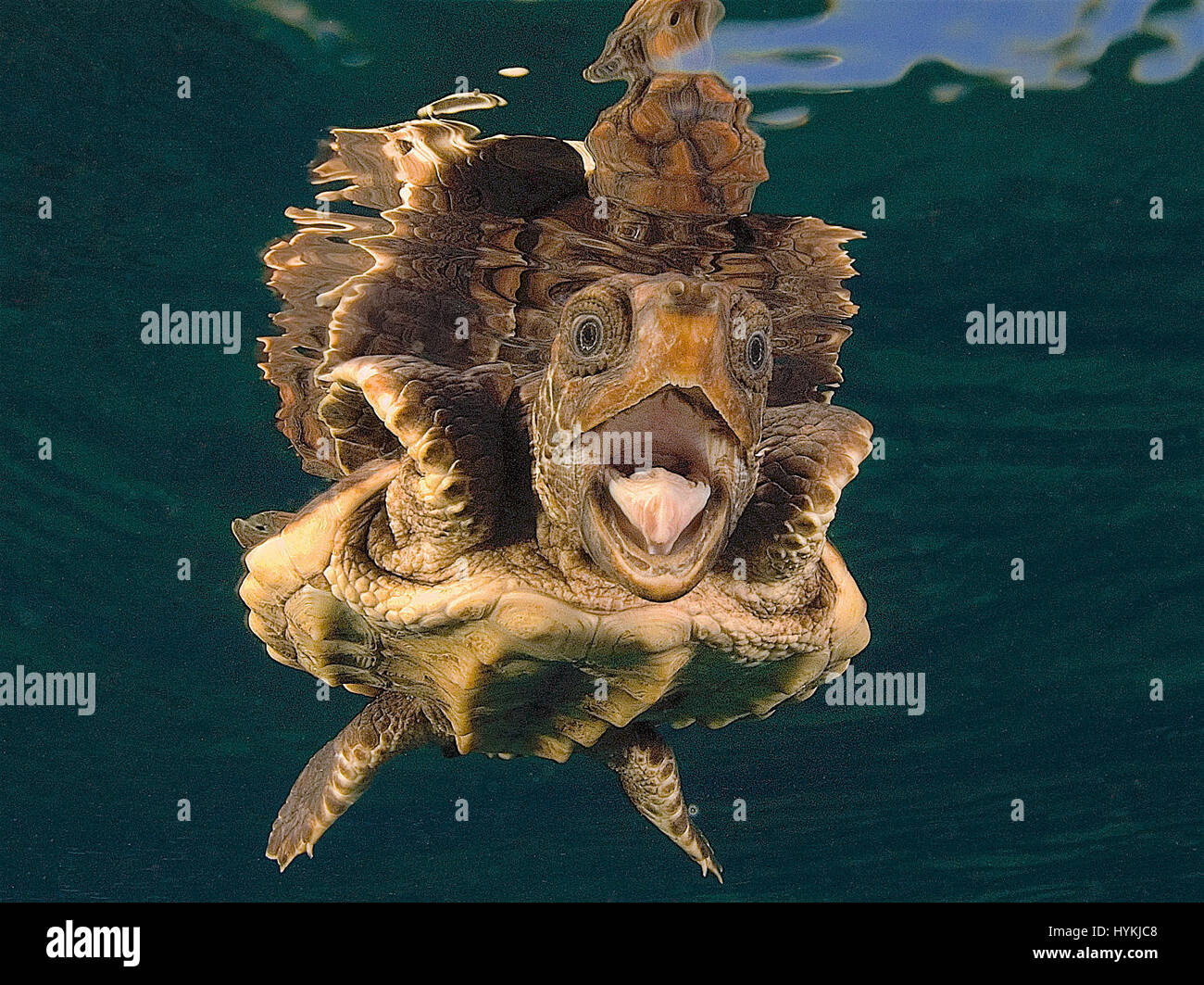 BAHAMAS: COMICAL underwater images show a happy pair of inquisitive ...
