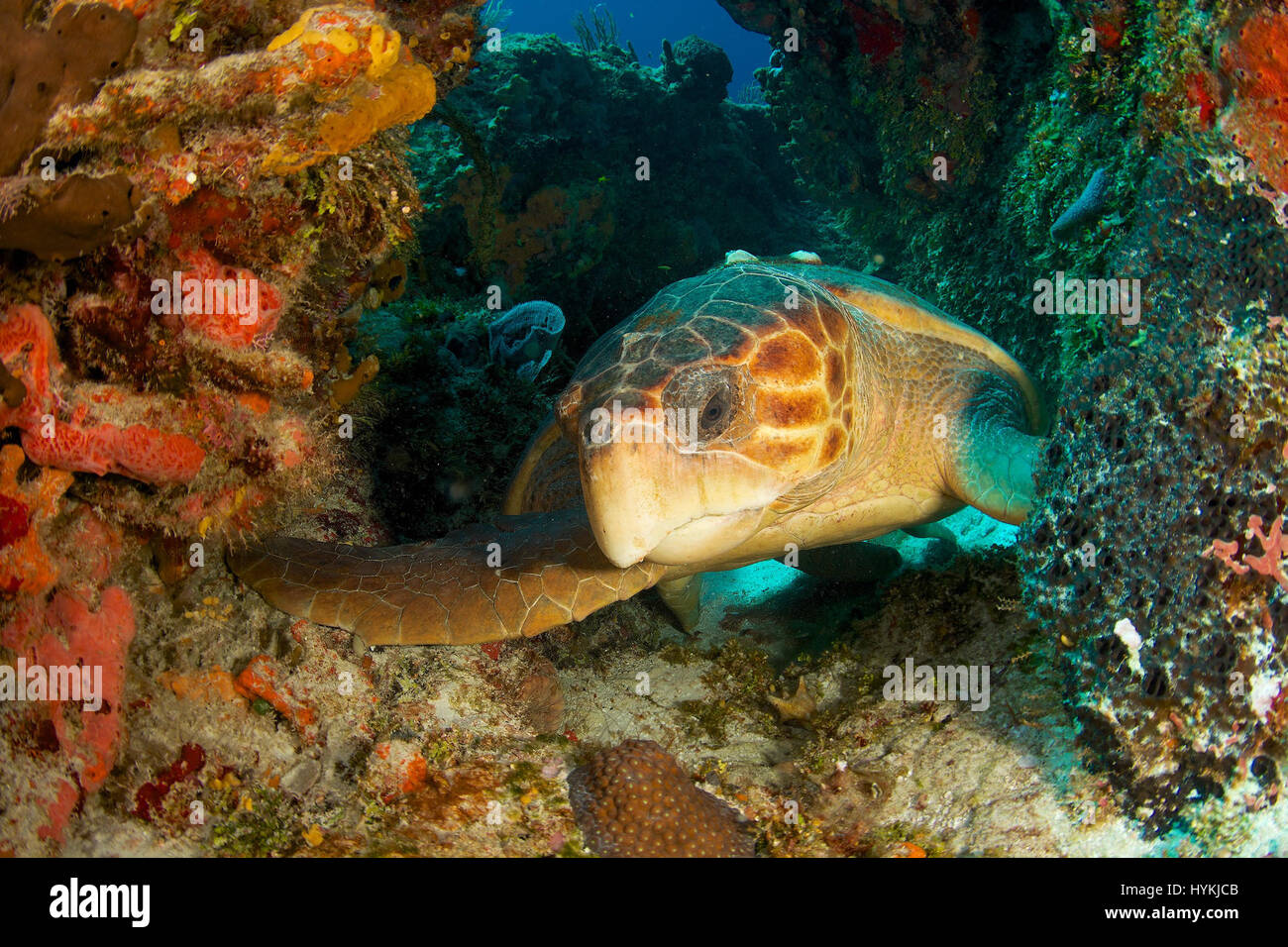 BAHAMAS: COMICAL underwater images show a happy pair of inquisitive ...
