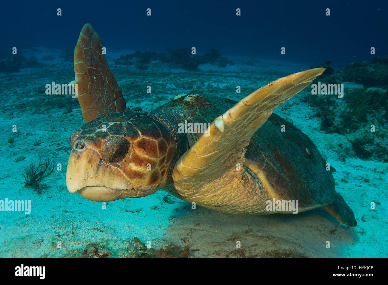 BAHAMAS: COMICAL underwater images show a happy pair of inquisitive ...