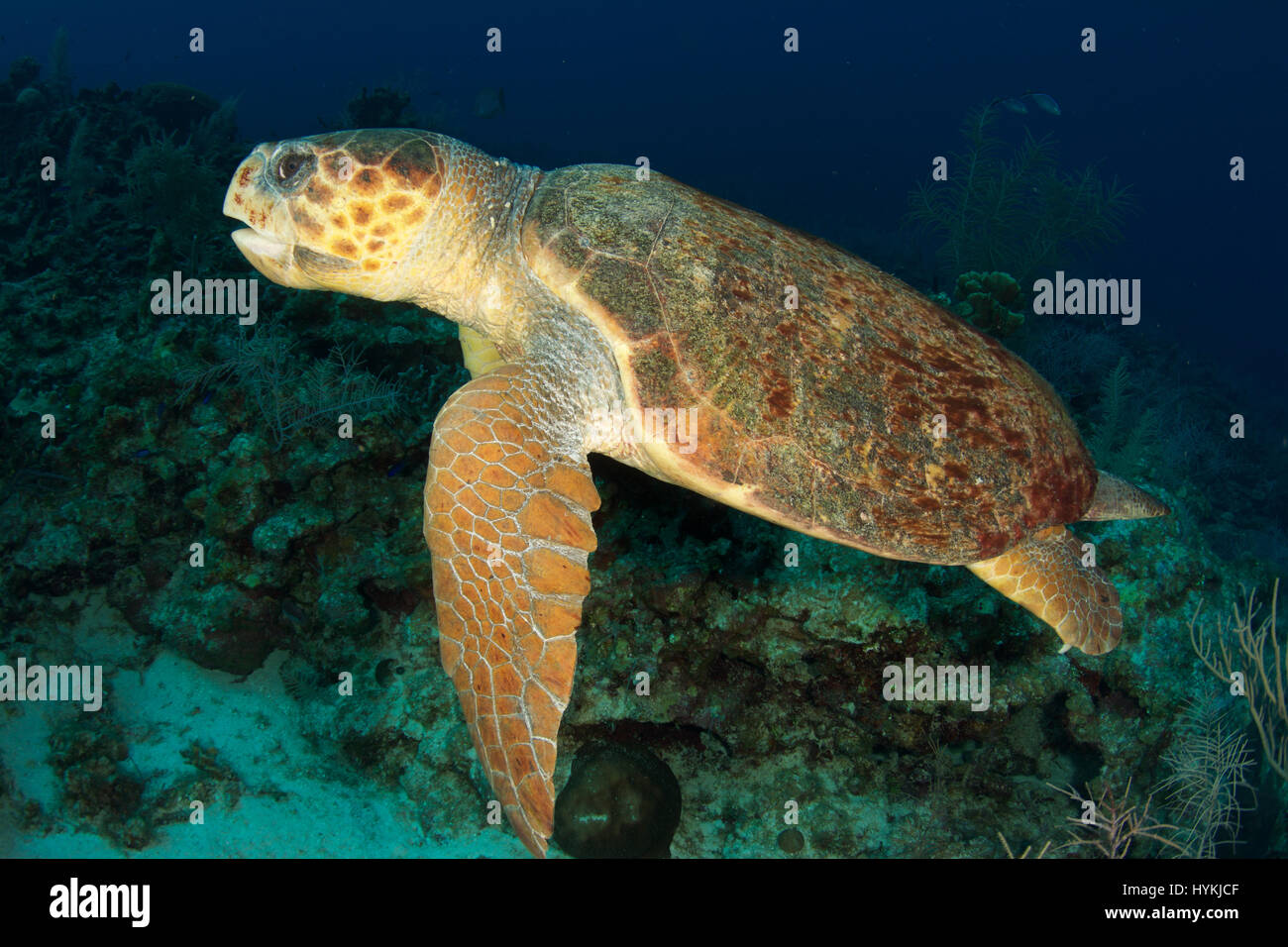 BAHAMAS: COMICAL underwater images show a happy pair of inquisitive ...