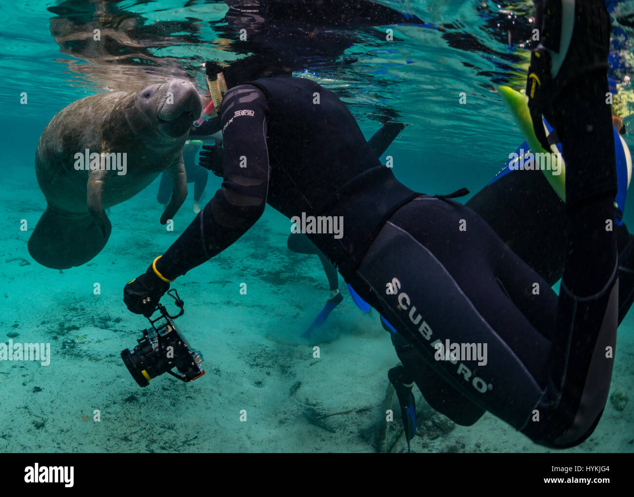 CRYSTAL RIVER, FLORIDA: ADORABLE close-up pictures of manatees ...
