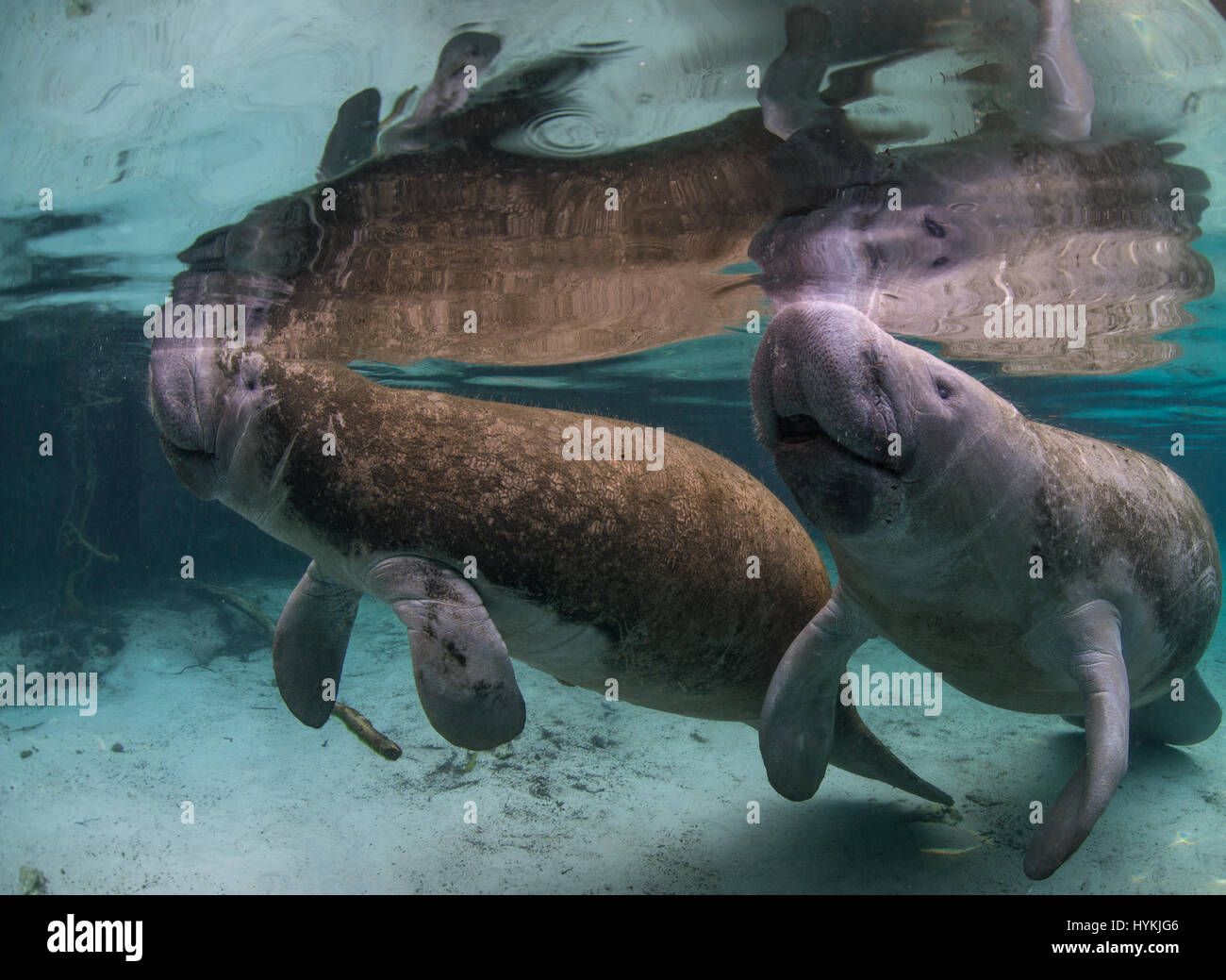 CRYSTAL RIVER, FLORIDA: ADORABLE close-up pictures of manatees ...