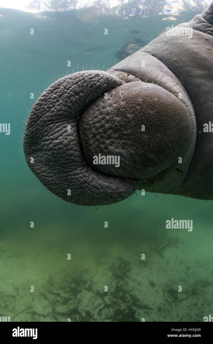 CRYSTAL RIVER, FLORIDA: ADORABLE close-up pictures of manatees ...