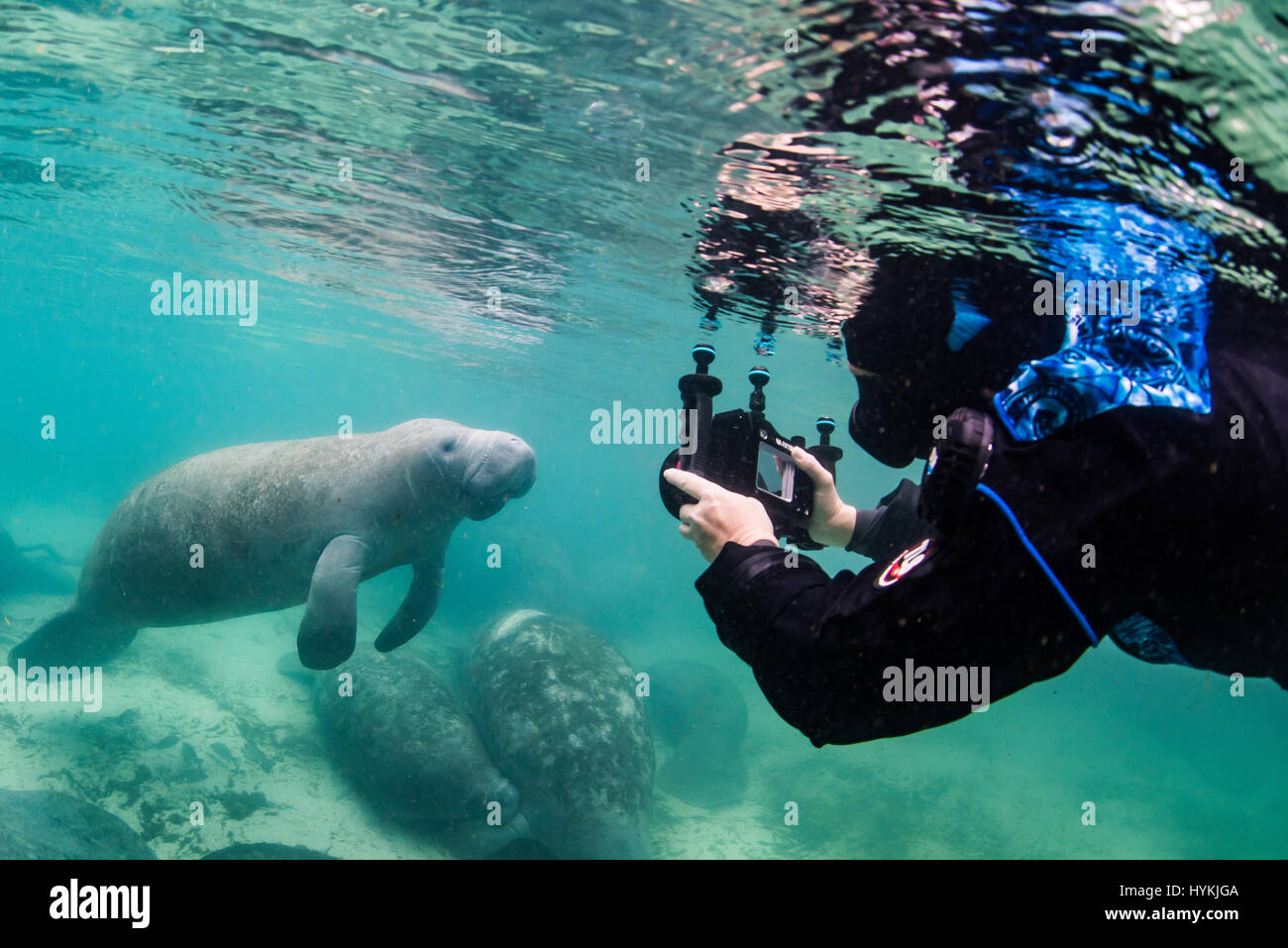 CRYSTAL RIVER, FLORIDA: ADORABLE close-up pictures of manatees ...