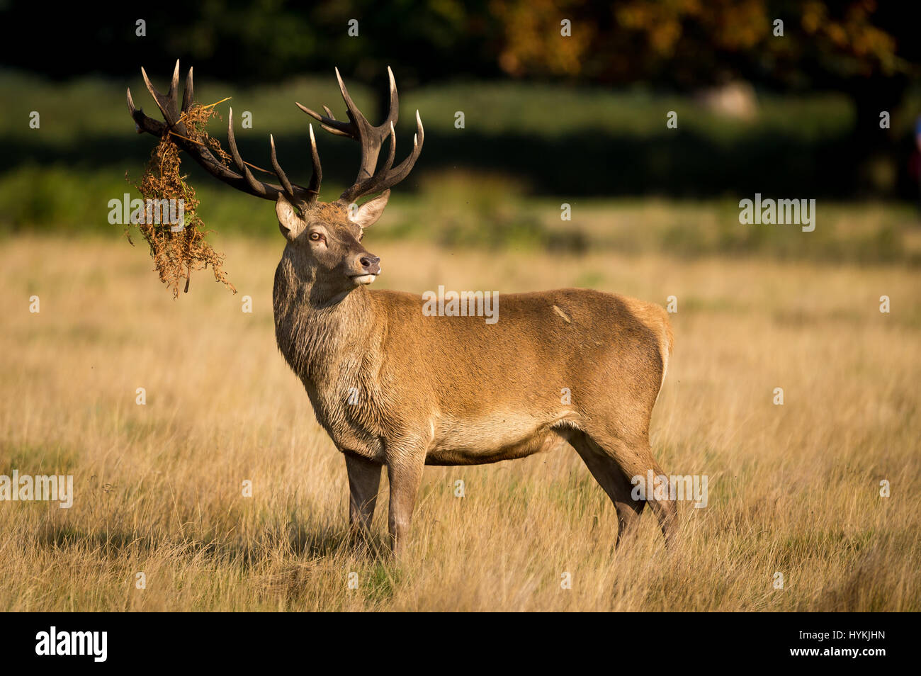 RICHMOND PARK, LONDON: HORN-TING pictures of the annual deer rut have ...