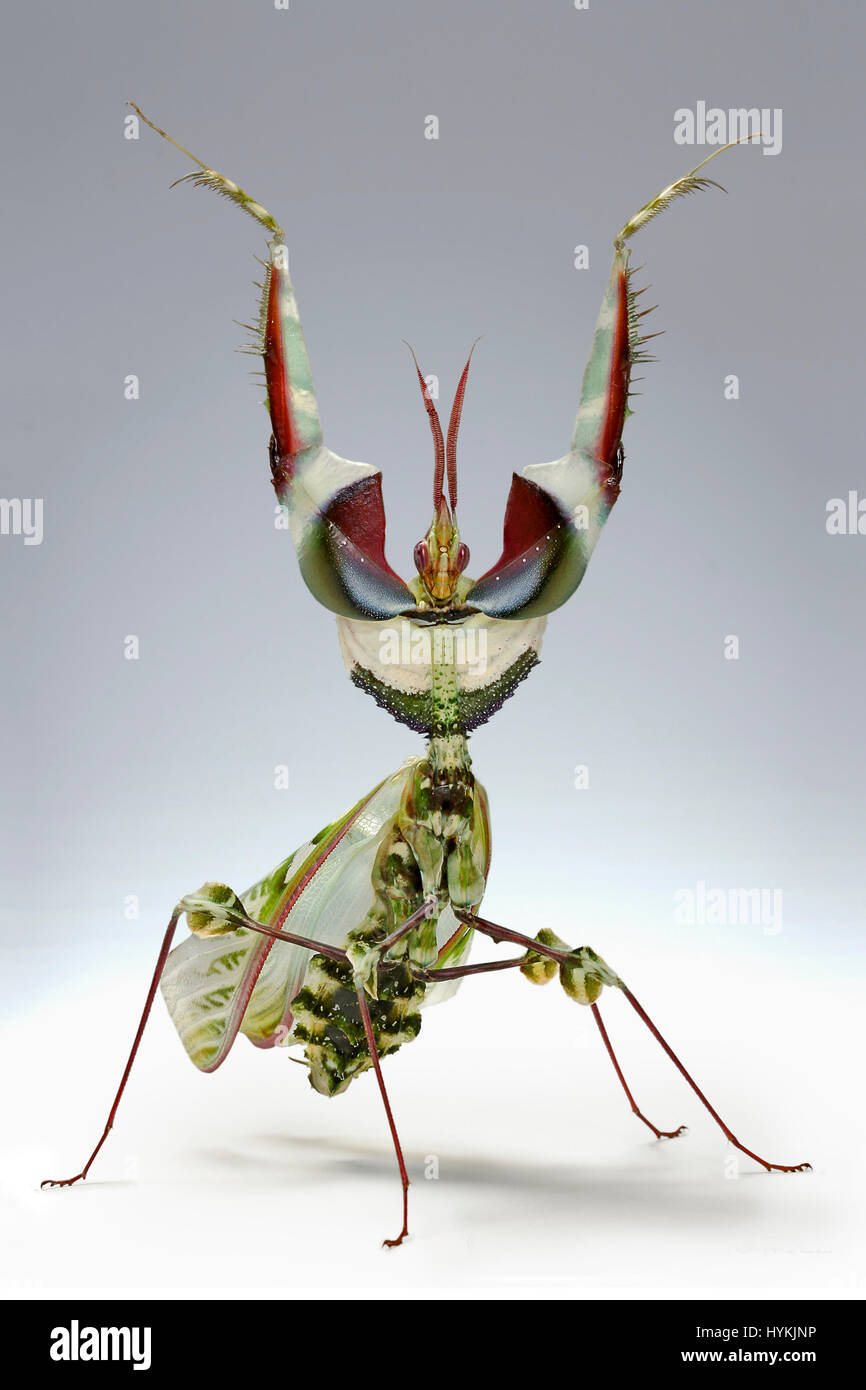 Praying mantis hands hi-res stock photography and images - Alamy