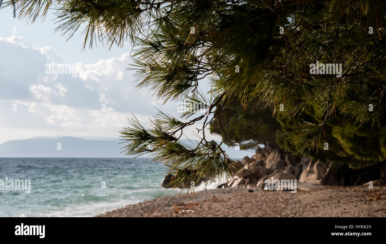 Pine tree and pebble beach with blue sea background Stock Photo - Alamy
