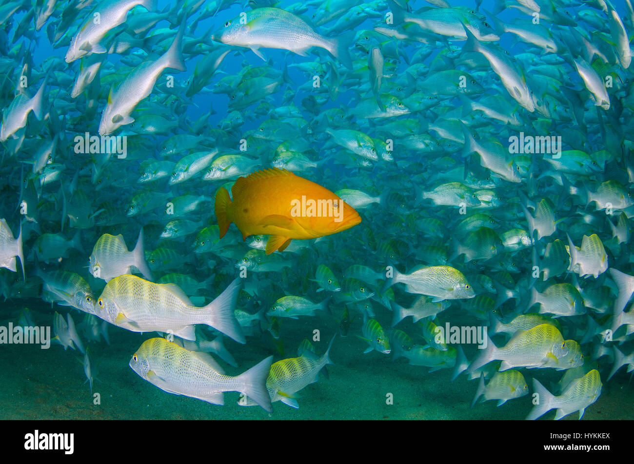 CABO PULMO NATIONAL PARK, MEXICO: FEAST your eyes on a twenty thousand ...