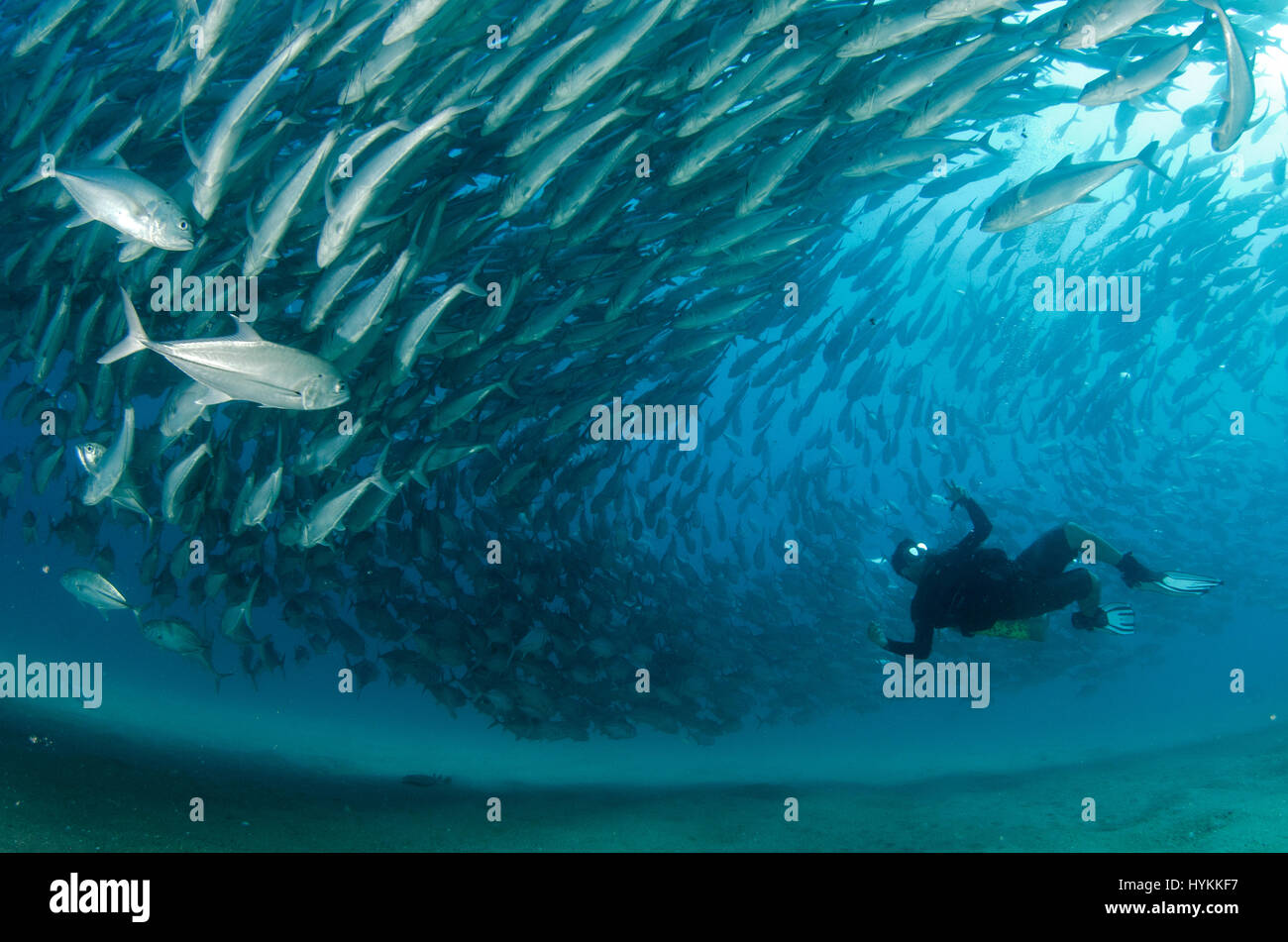 CABO PULMO NATIONAL PARK, MEXICO: FEAST your eyes on a twenty thousand ...