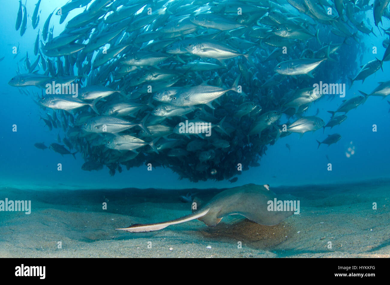 Cabo pulmo coral reef fish hi-res stock photography and images - Alamy