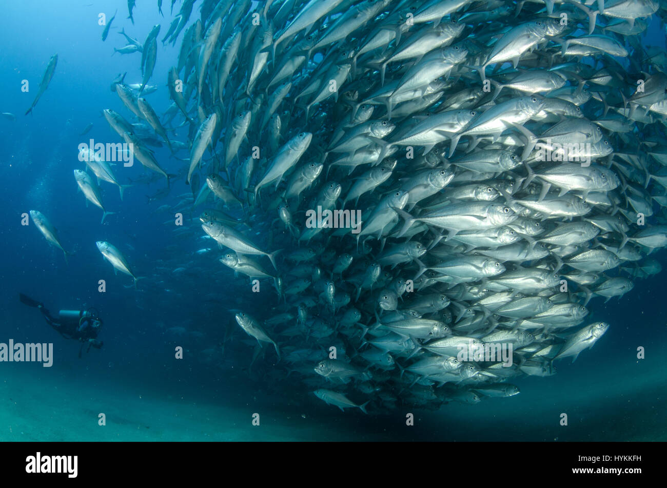 Jack fish cabo pulmo hi-res stock photography and images - Alamy