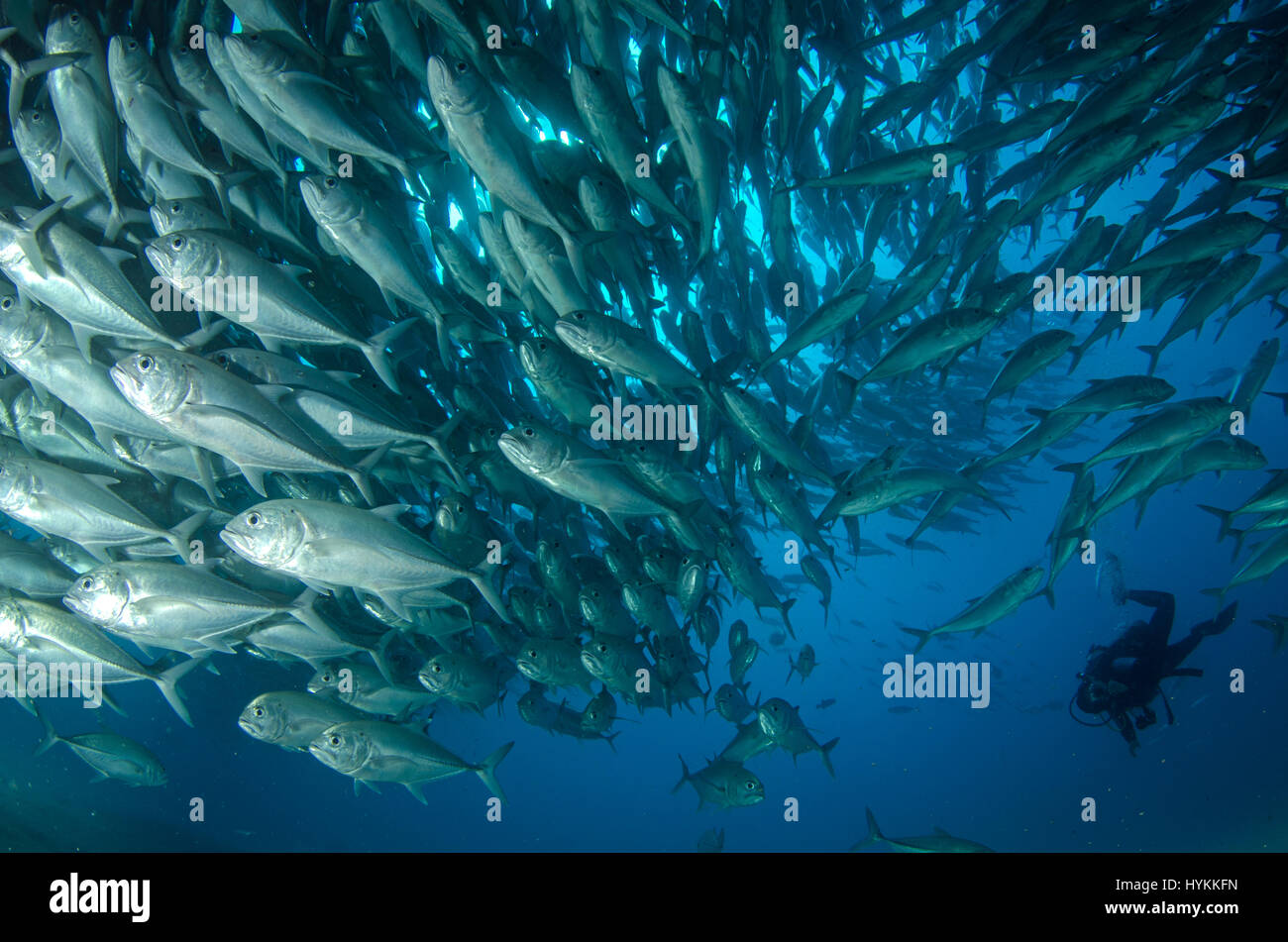 CABO PULMO NATIONAL PARK, MEXICO: FEAST your eyes on a twenty thousand ...