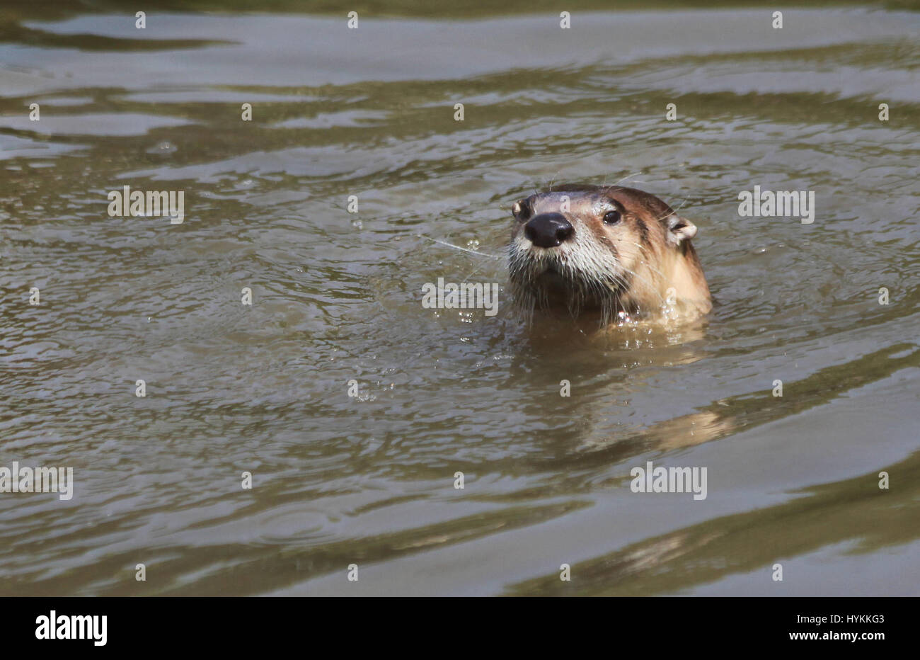 Otters hands up hi-res stock photography and images - Alamy