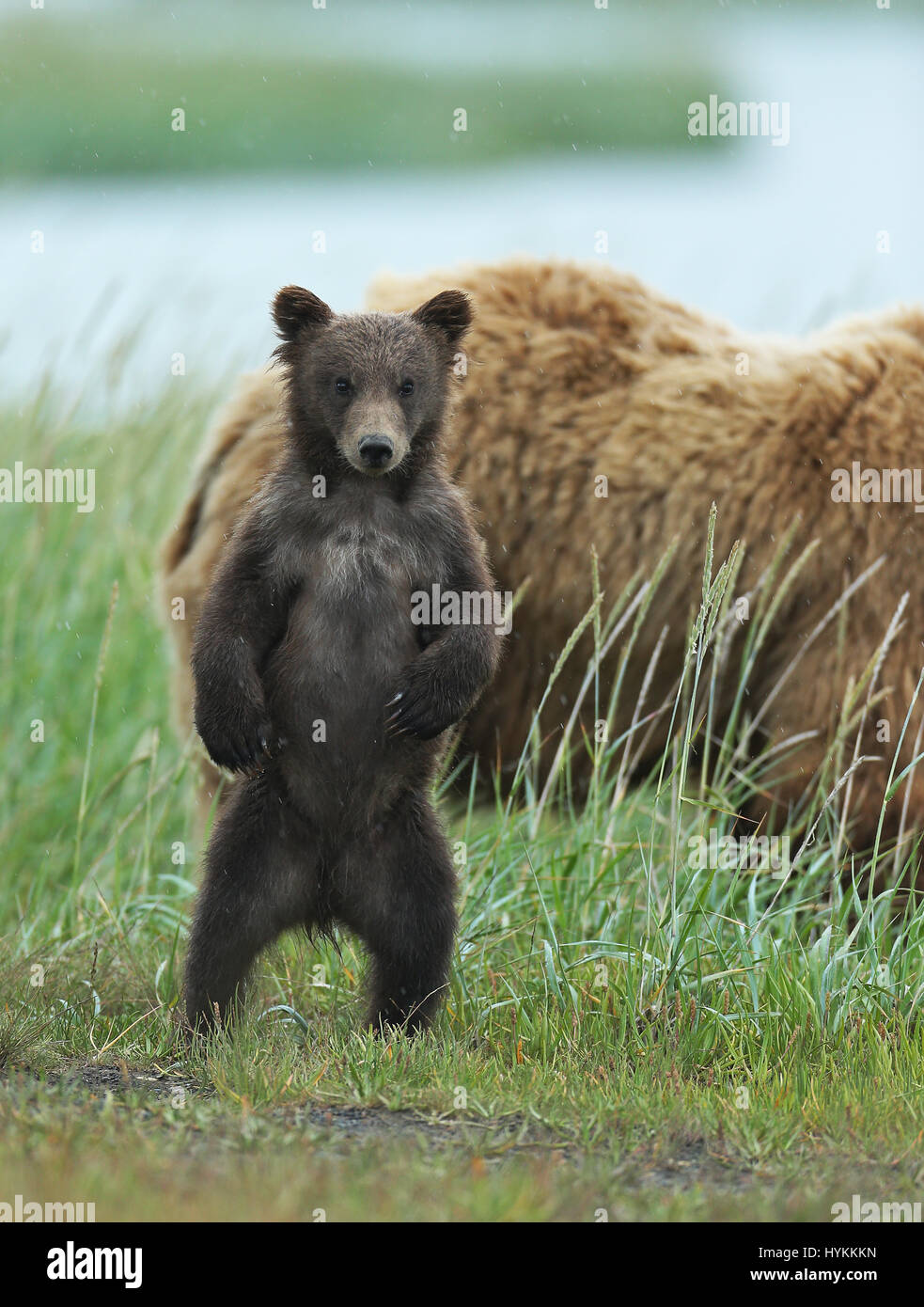 HALLO BAY, ALASKA: THE MOMENT an adorable six-month old grizzly bear ...