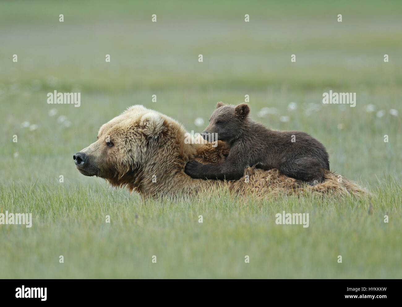 HALLO BAY, ALASKA: THE MOMENT an adorable six-month old grizzly bear ...