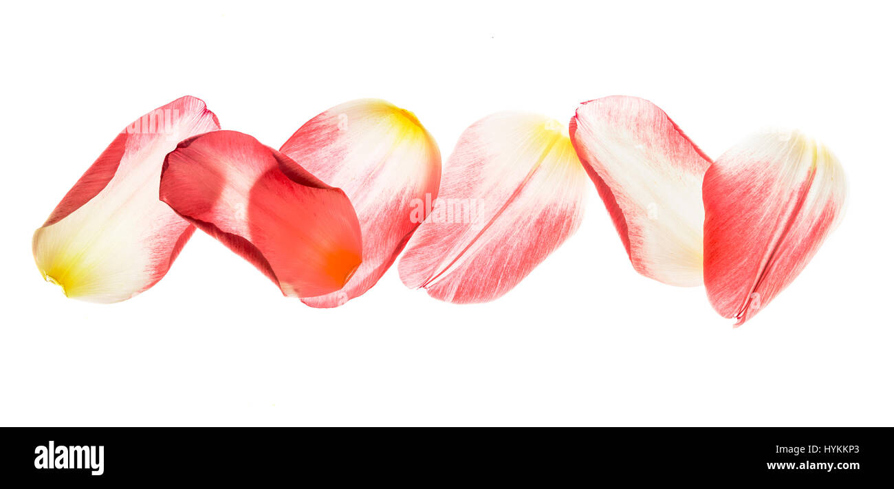 Pink tulip pattern on Cut Out Stock Images & Pictures - Alamy