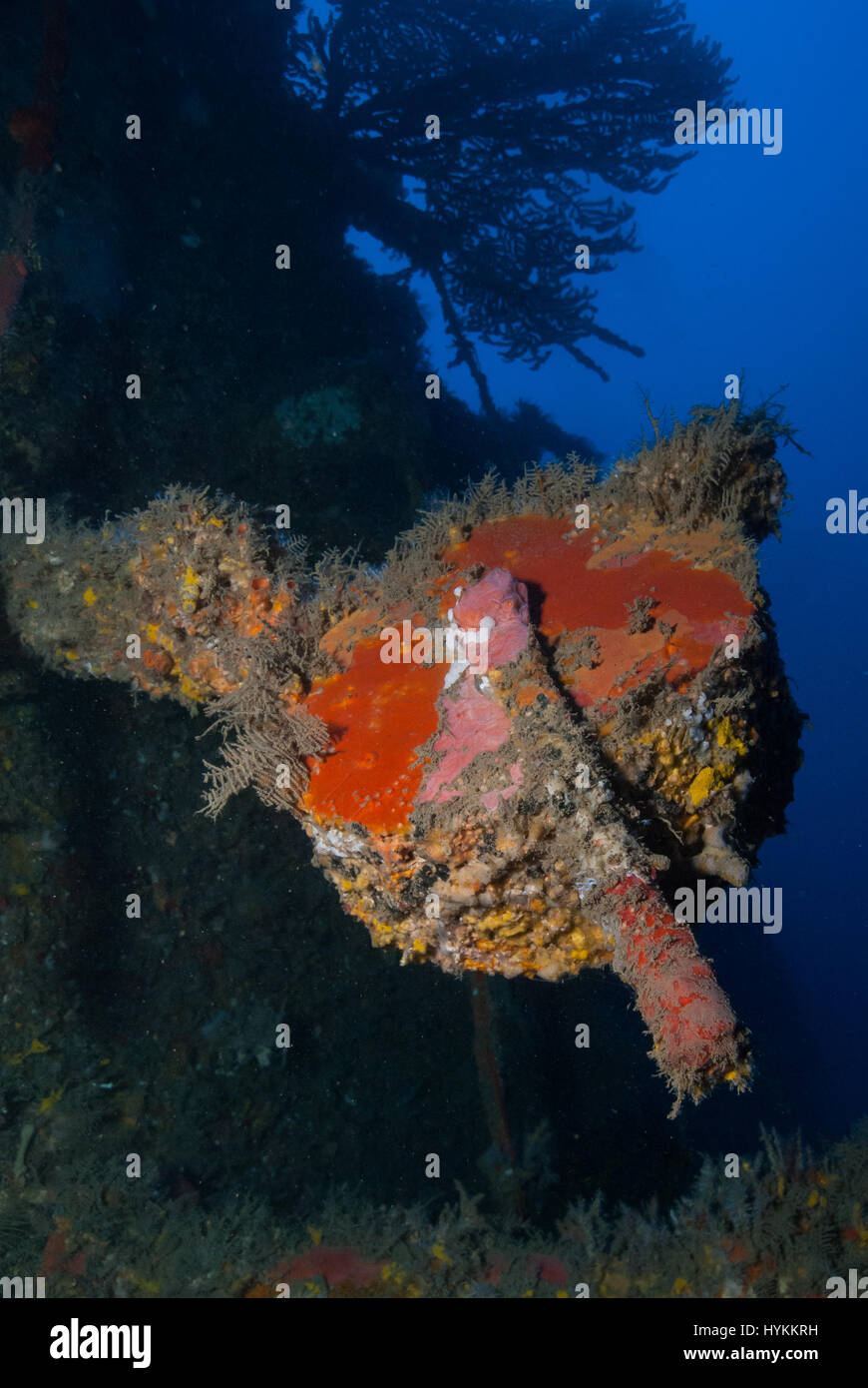 SPECTACULAR underwater pictures have revealed the 600-foot long remains ...