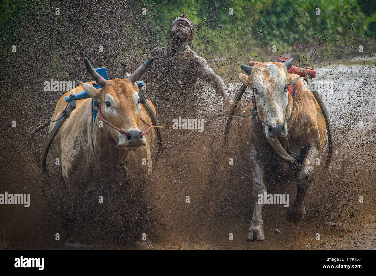 Bull race hi-res stock photography and images - Alamy