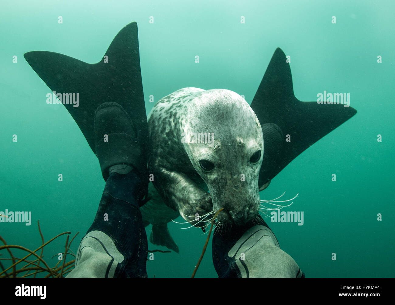 Atlantic grey seals underwater hi-res stock photography and images - Alamy