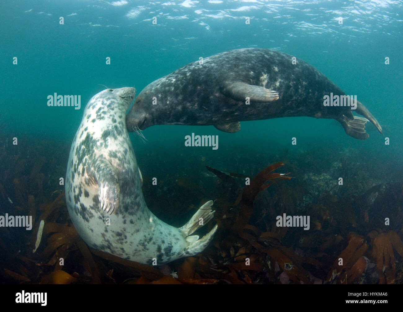 Atlantic grey seals underwater hi-res stock photography and images - Alamy