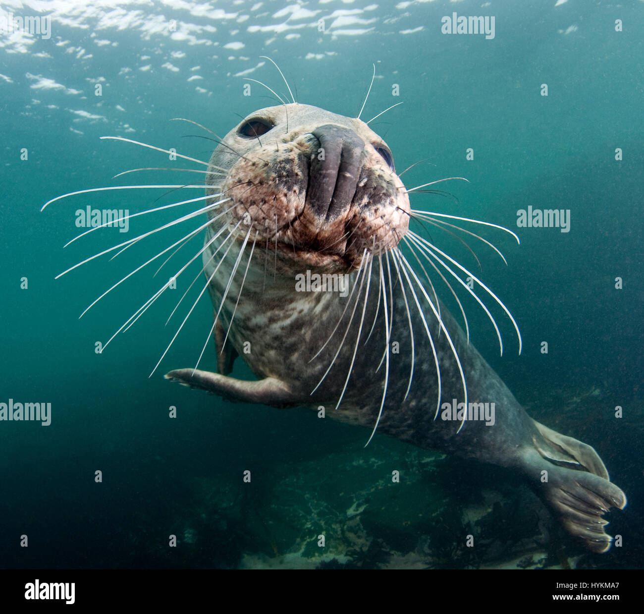 Atlantic grey seals underwater hi-res stock photography and images - Alamy
