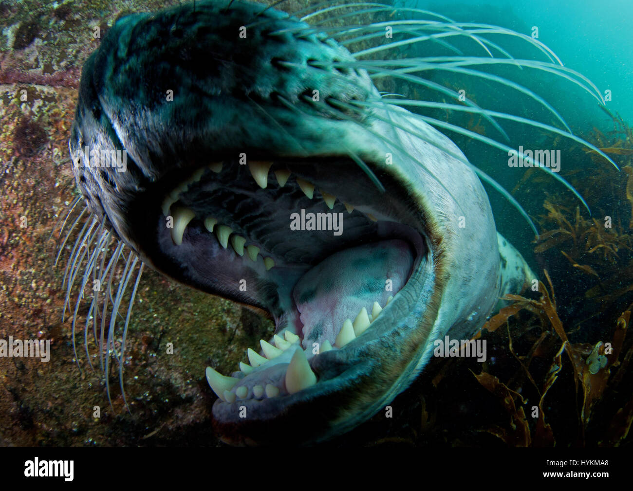 Atlantic grey seals underwater hi-res stock photography and images - Alamy